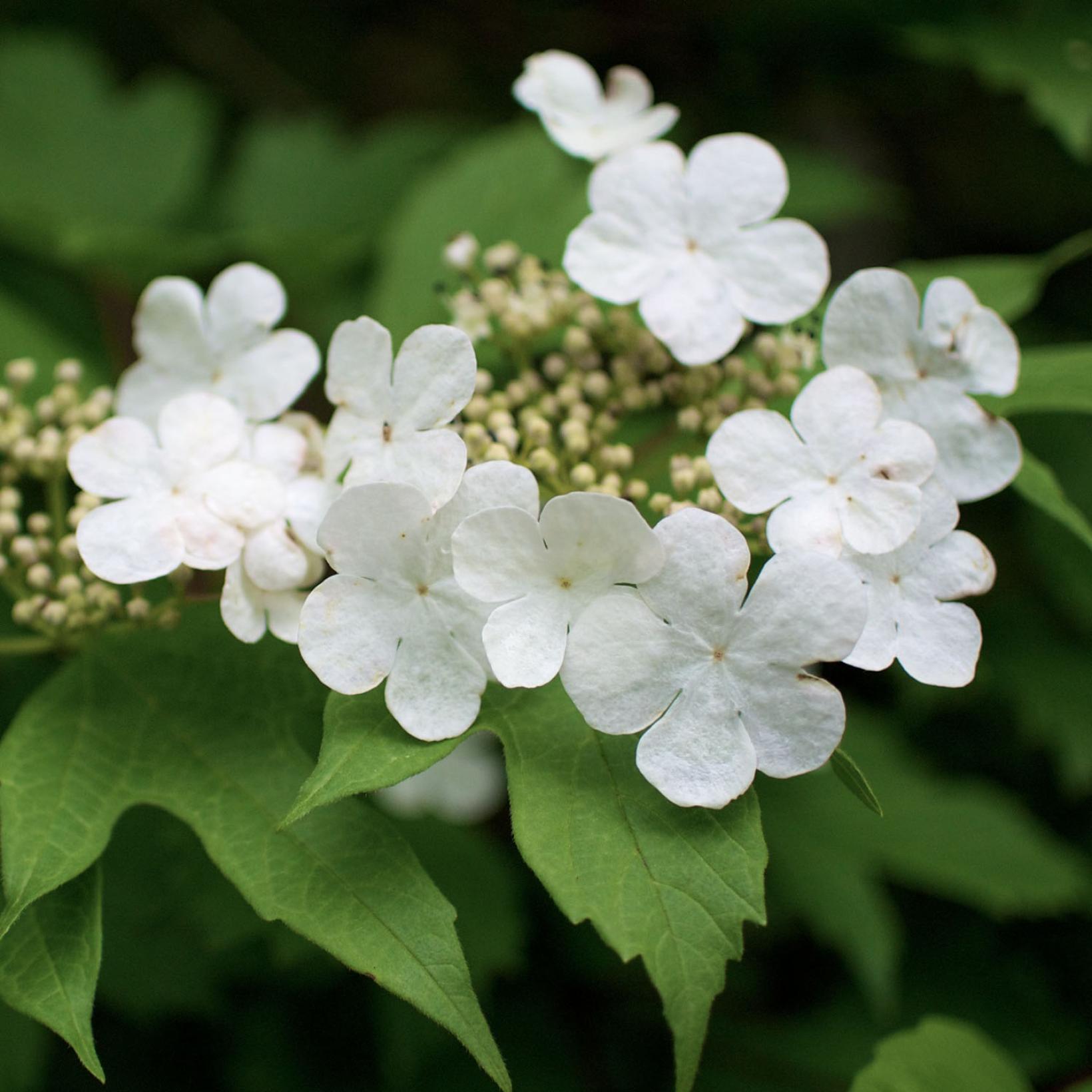 Viburnum opulus - Viorne obier - Arbuste doté de fleurs plates, blanches
