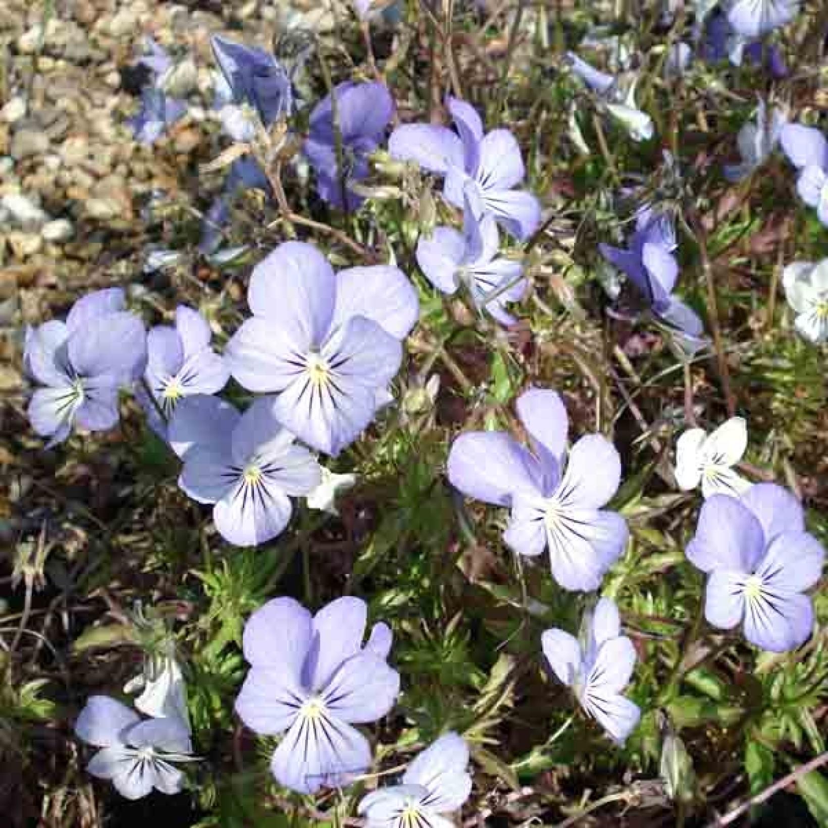 Viola cornuta Icy but spicy - Violette cornue à fleurs bleu pâle