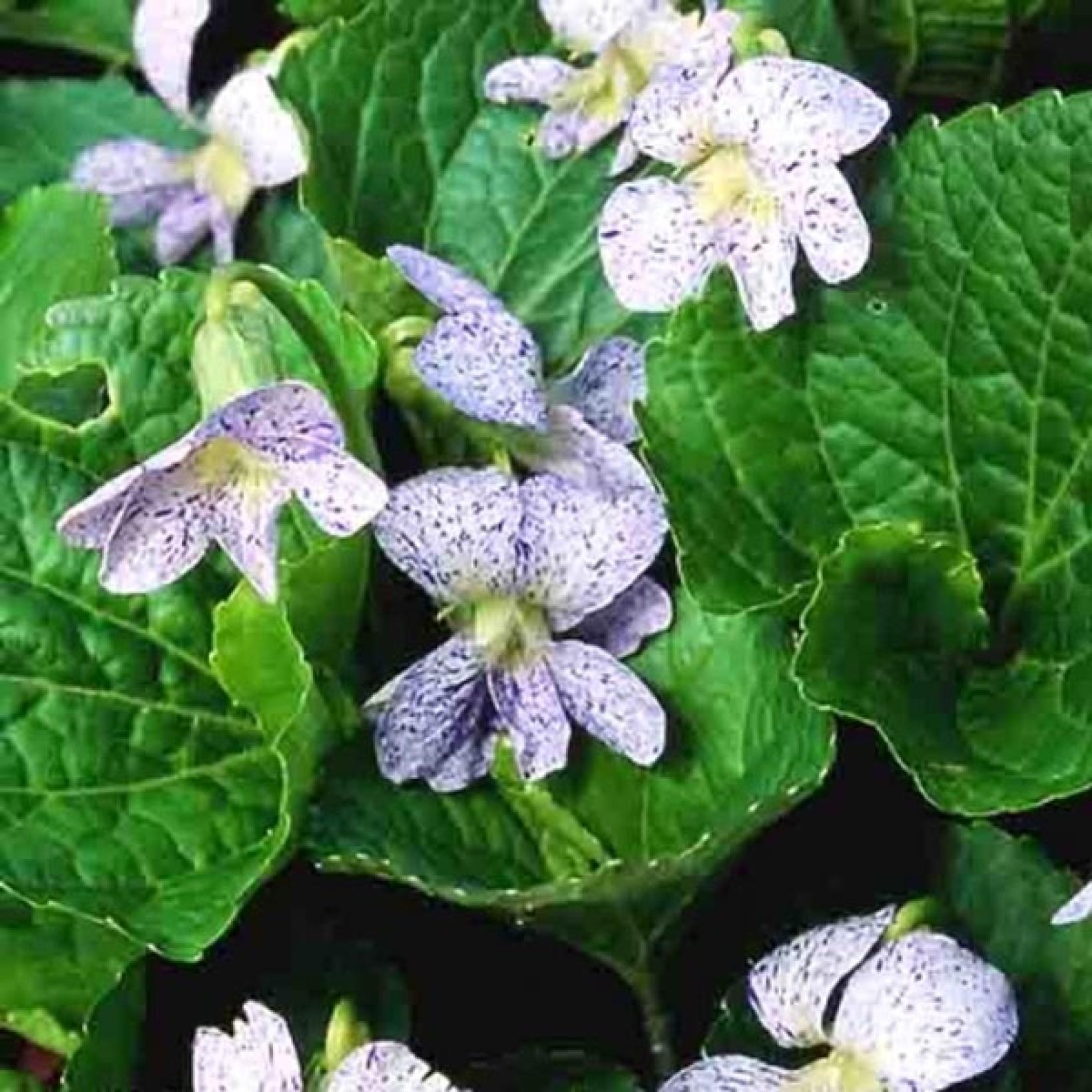 Viola sororia Freckles - Violette vivace à fleurs blanches mouchetées ...