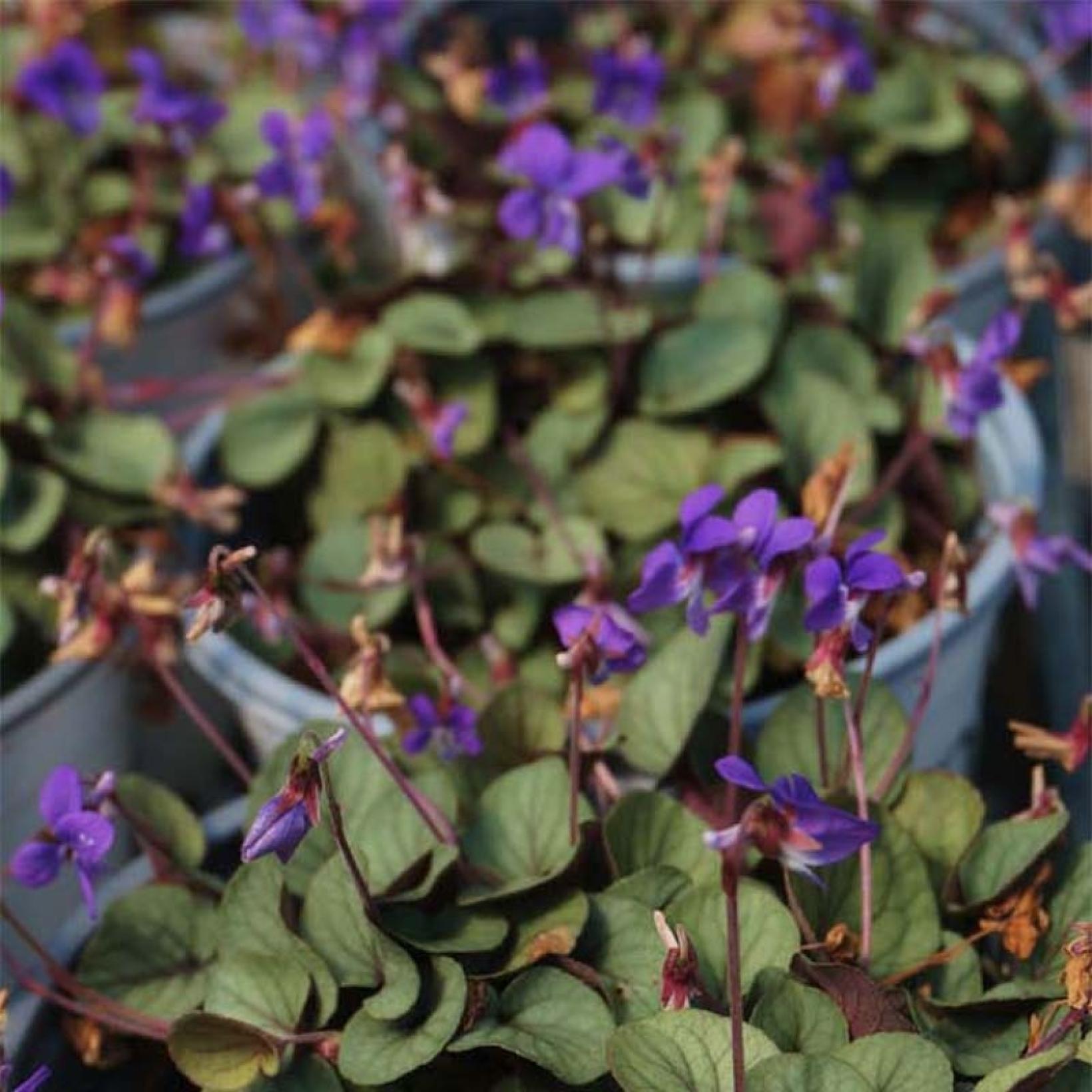 Viola walteri Silver Gem - Violette des Appalaches à feuillage argenté ...