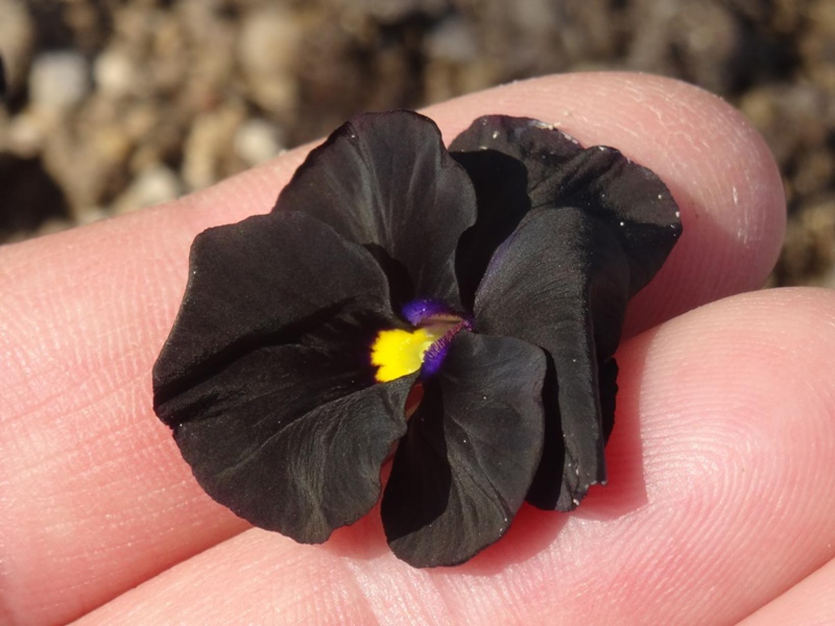 Viola Cornuta Martin - Violette cornue à fleurs noires