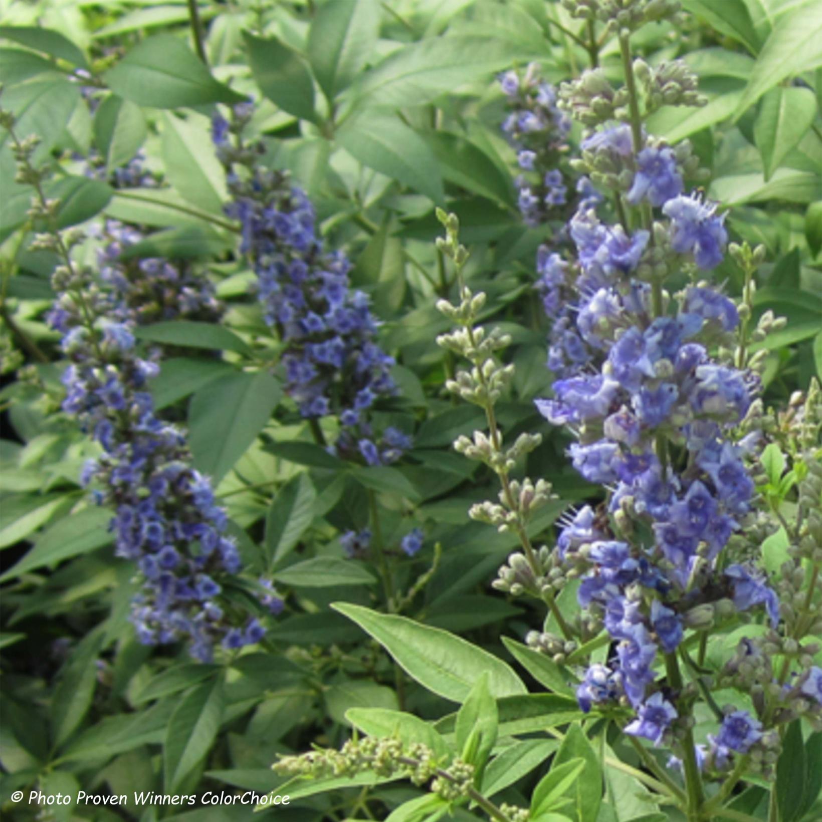 Vitex agnus-castus Blue Didley - Gattilier compact à fleurs bleu lavande