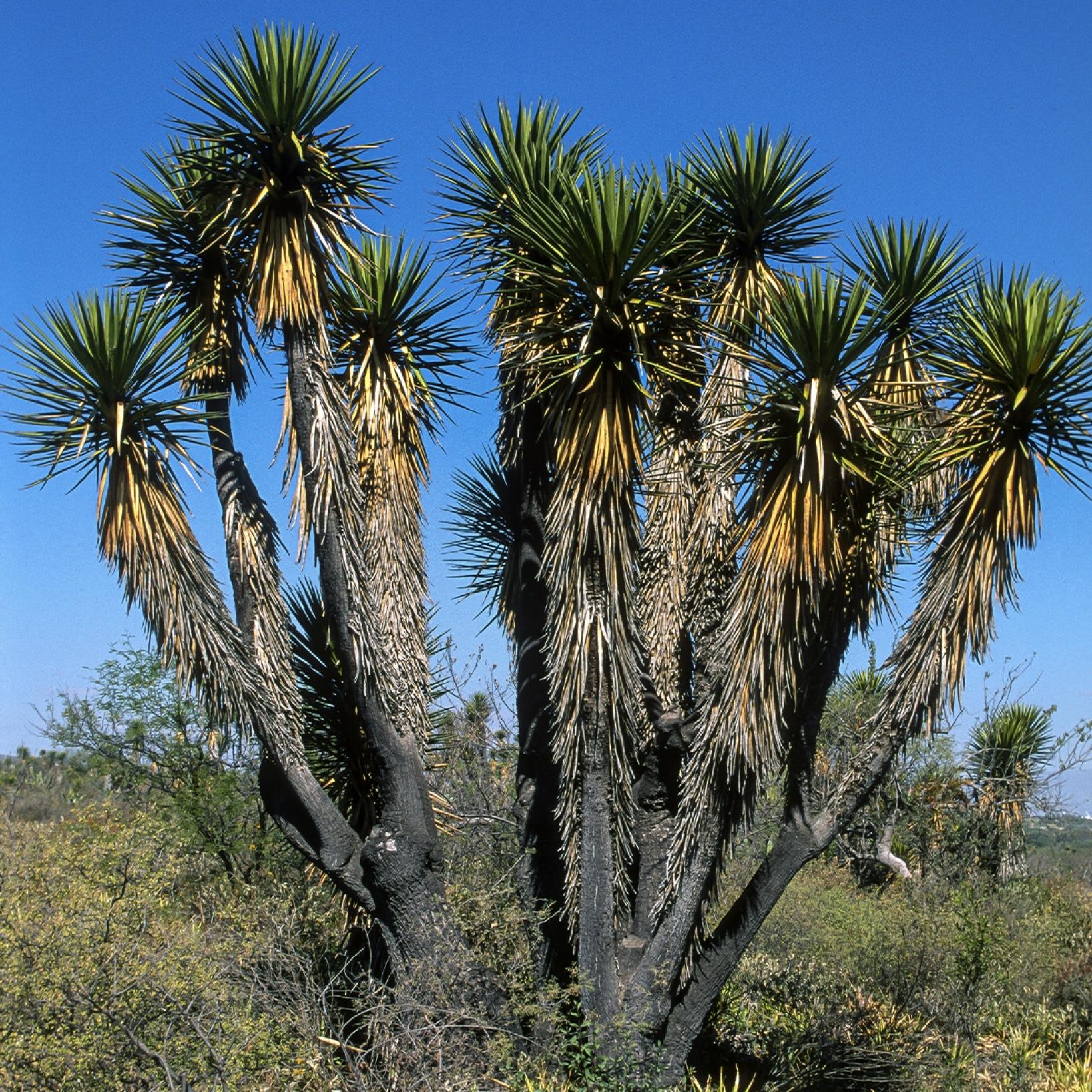 Yucca filifera ou australis - Yucca filifère - Espèce arborescente de ...