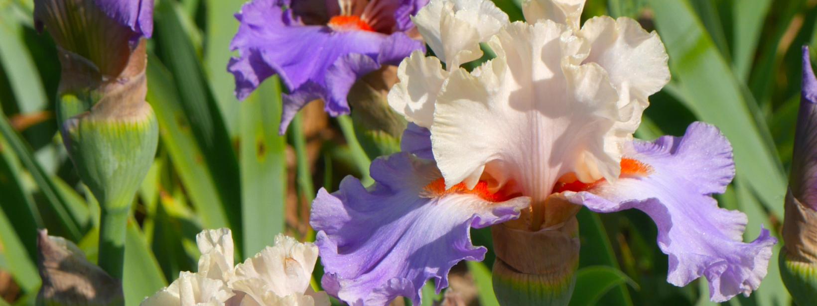 Promesse de Fleurs, plantes de jardin de qualité depuis 1950