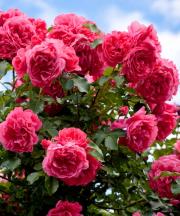 Rosiers de A à Z - Plus de 450 variétés : rosier grimpant, buisson ...