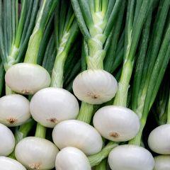 Oignon : semis, plantation, culture et récolte - Conseils potager