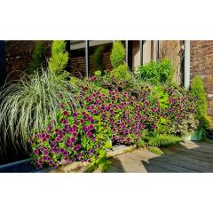 Petunia Cascadias Rim Magenta - Un hybride retombant.