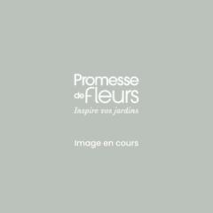 Pruneaux : faire sécher les prunes pour fabriquer les vôtres