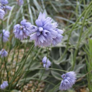 Allium cyaneum ou sikkimense - Ail d'ornement népalais bleu cobalt