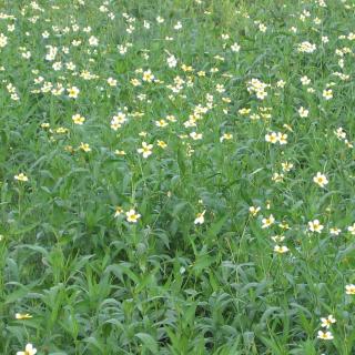 Bidens aurea - Vivace rustique à fleurs jaunes et blanches