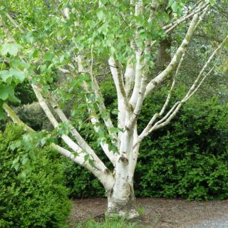 Bouleau blanc de l'Himalaya - Betula utilis Jacquemontii Doorenbos