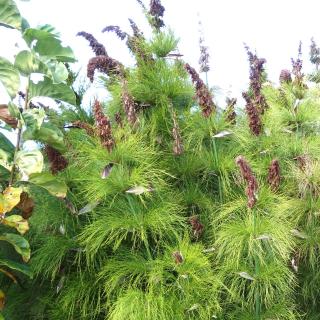 Elegia capensis - Prêle restio, une élégante vivace frileuse, persistante