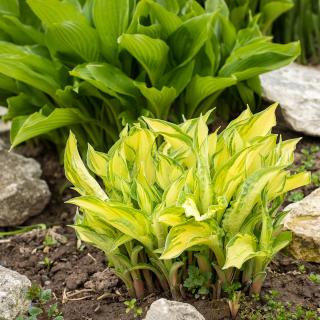 Hosta Lipstick Kiss - Variété haute en couleurs à feuillage doré bordé ...