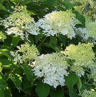 Hydrangea paniculata Bombshell - Hortensia paniculé compact à grandes ...