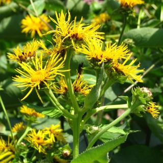 Inula helenium - Grande Aunée - Vivace à grande feuilles et fleurs jaunes