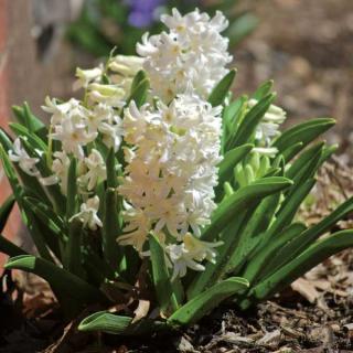 Jacinthe Carnegie - Hyacinthus orientalis - Bulbeuse rustique à fleurs ...
