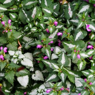 Lamium maculatum Roseum - Lamier maculé - Couvre sol panaché à fleurs roses