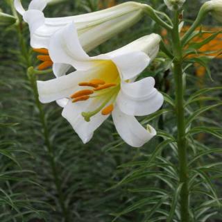 Lys royal blanc - Lilium regale Album - Lis royal blanc - Lis trompette ...