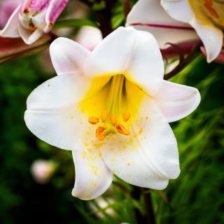 Lilium regale - Lis royal - Lis Botanique - grandes fleurs en trompette ...