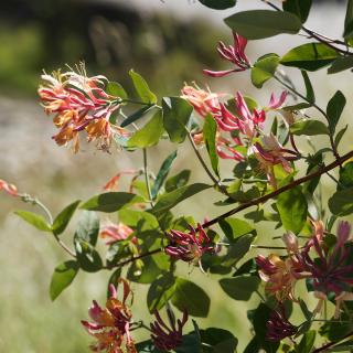 Lonicera x heckrotii Gold Flame - Chèvrefeuille caduc à petit développement