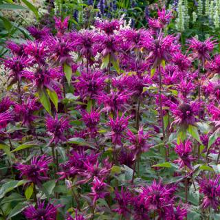 Monarde Scorpion - Monarda Bergamote - Vivace aromatique à fleurs lie ...