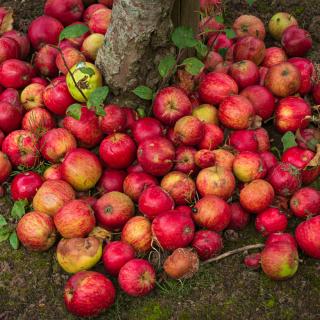 Pommier à cidre Moën - Malus domestica - variété productive de pommes ...