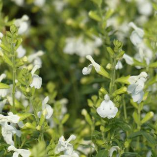 Sauge arbustive - Salvia greggii Alba - Fleurs blanches et feuillage ...