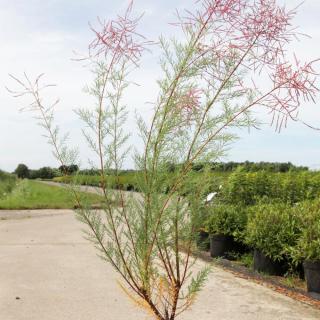 Tamaris ramosissima Rubra - Tamaris d'été à floraison rose foncé