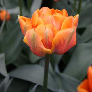 Tulipe double tardive Orange Princess - Bulbe - Des fleurs de pivoine ...