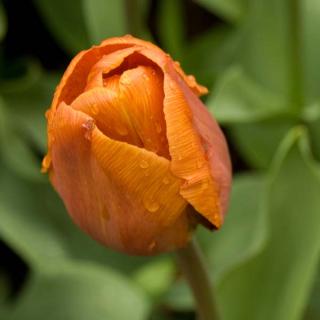Tulipe Triomphe Cairo - Bulbe - Des fleurs orange cuivré