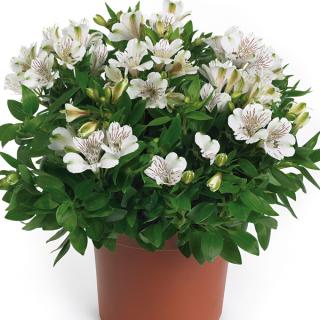 Alstroemeria Inticancha Magic White - Lis des Incas à fleur blanc pur ...
