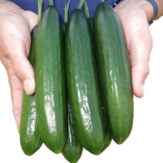 Concombre Crokdelis F1 - Plants GREFFES - Variété lisse facile à réussir