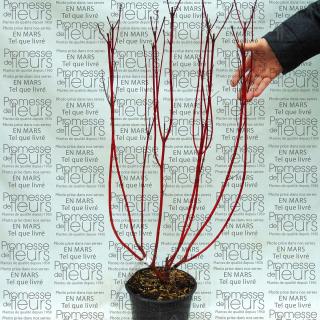 Cornus alba Baton Rouge® - Cornouiller blanc à rameaux rouge vif en hiver