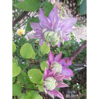 Clématite Kaiser (Empereur) - Clematis aux grandes fleurs rose vif