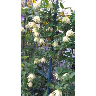 Clématite Amber - Clematis koreana à clochettes jaune tendre et rose