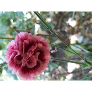 Dianthus Scent First Sugar Plum - Œillet mignardise bicolore rose foncé ...