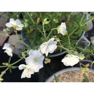 Geranium pratense Laura - Géranium vivace blanc à fleurs doubles ...