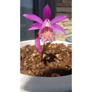 Pleione Tongariro - Orchidée terrestre de Formose, à fleurs rose ...