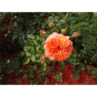 Rosier à fleurs groupées Orangerie - Roses doubles, orange intense ...
