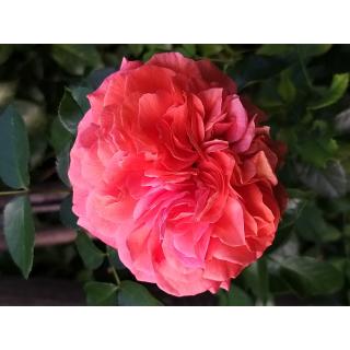Rosier à fleurs groupées Orangerie - Roses doubles, orange intense ...