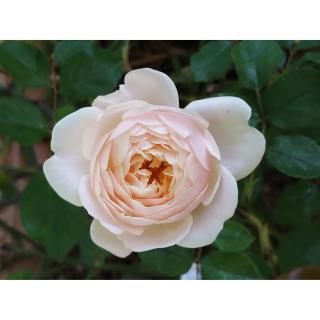 Rosa Desdemona® - Auskindling - Rose anglaise David Austin, exquis, à ...