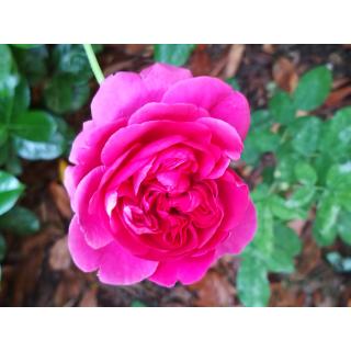 Rosa James L Austin Auspike - Rose anglaise David Austin à fleurs rose ...