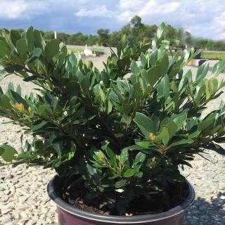 Distylium Coppertone - Arbuste persistant au feuillage rouge cuivré