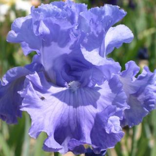 Iris germanica Delta Blues - Iris des Jardins bleu pur
