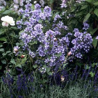 Malva sylvestris Primley Blue - Mauve sylvestre - Petite vivace ou ...