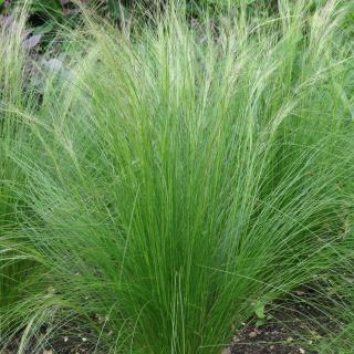 Cheveux d'ange - Stipa tenuifolia - Ponytail - Une graminée persistante ...