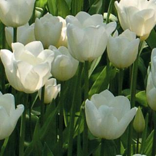 Tulipe Triomphe White Dream - Bulbe - Variété haute à fleur blanc ivoire