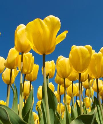 Plantes vivaces pour le jardin. Vivaces couvre-sol, vivaces d'ombre et ...