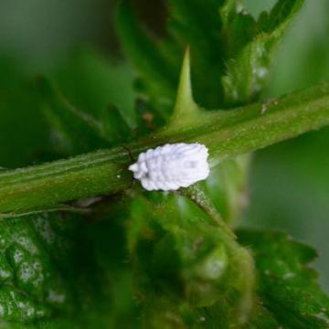 Promesse de Fleurs, plantes de jardin de qualité depuis 1950
