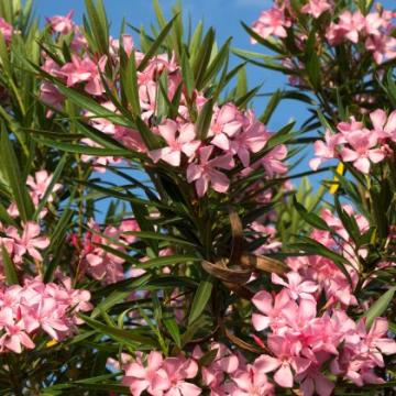 Promesse de Fleurs, plantes de jardin de qualité depuis 1950